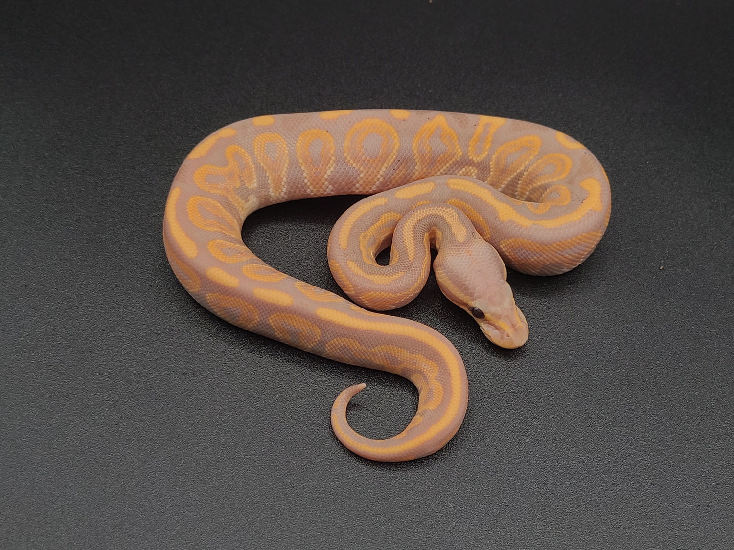Black Pastel Banana Ball Python by CV Exotics inc. - MorphMarket