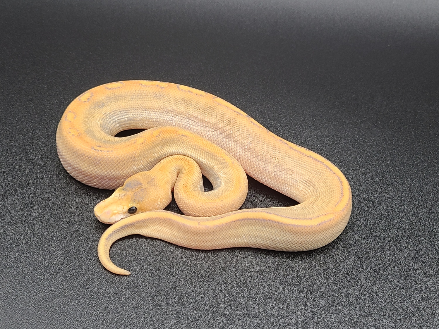 Mimosa Ball Python by CV Exotics inc. - MorphMarket