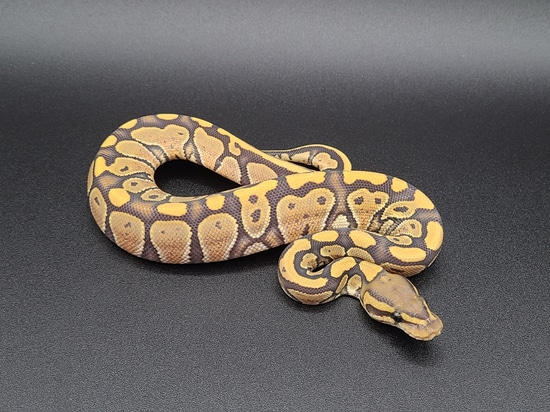 Ghost Ball Python by CV Exotics inc.