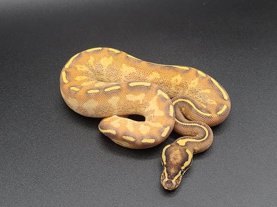 Enchi Freeway Ball Python by CV Exotics inc.