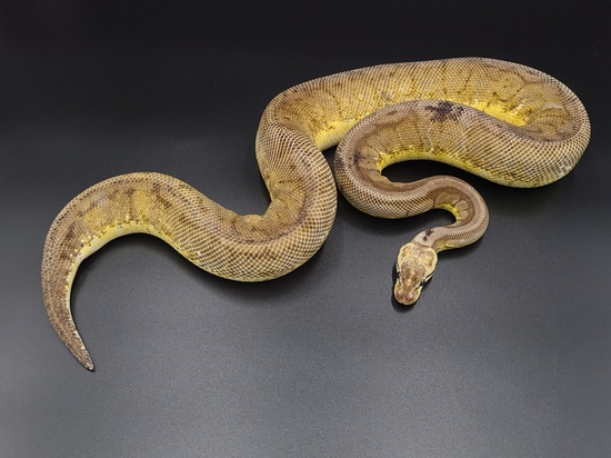 Black Pastel Super Pastel Spider Yellow Belly Ball Python by CV Exotics ...