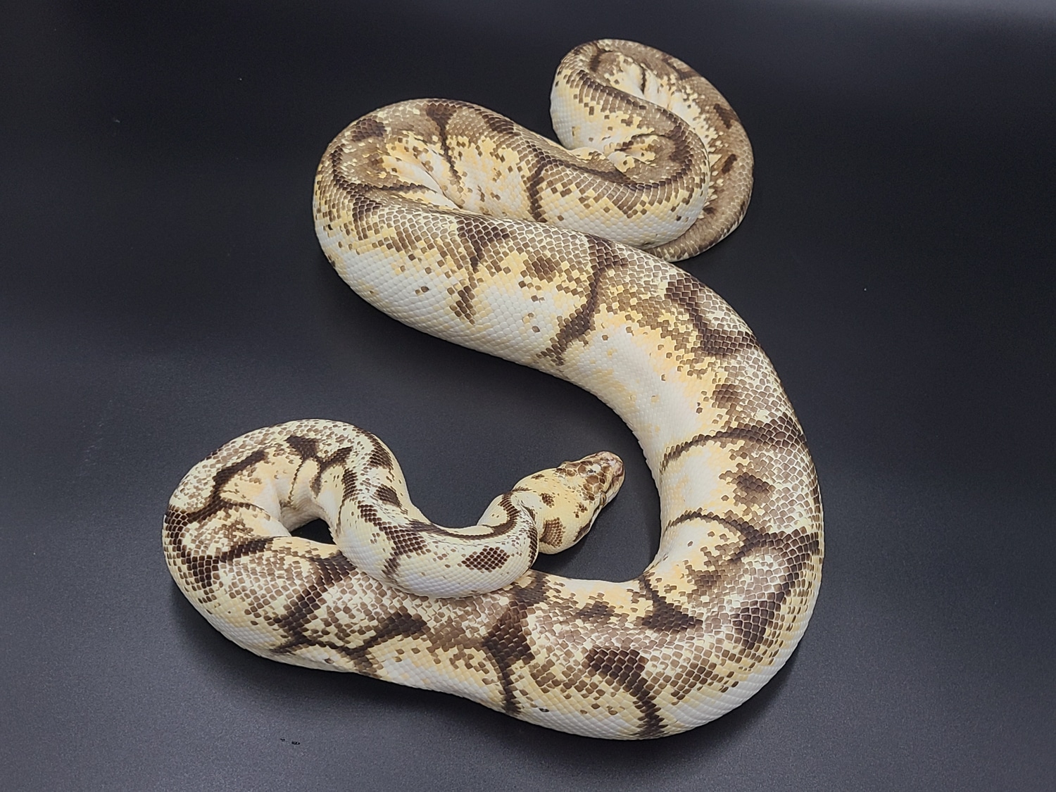 Bumble Bee Ball Python by CV Exotics inc. - MorphMarket