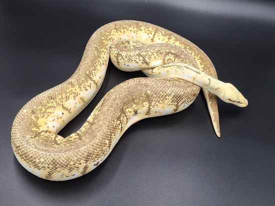 Spinner Blast Ball Python by CV Exotics inc.