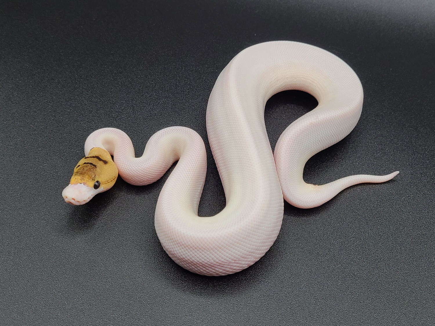 Spider Pied Ball Python by CV Exotics inc. - MorphMarket