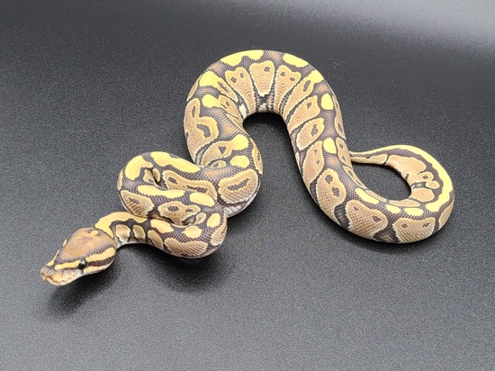 Ghost Ball Python by CV Exotics inc.