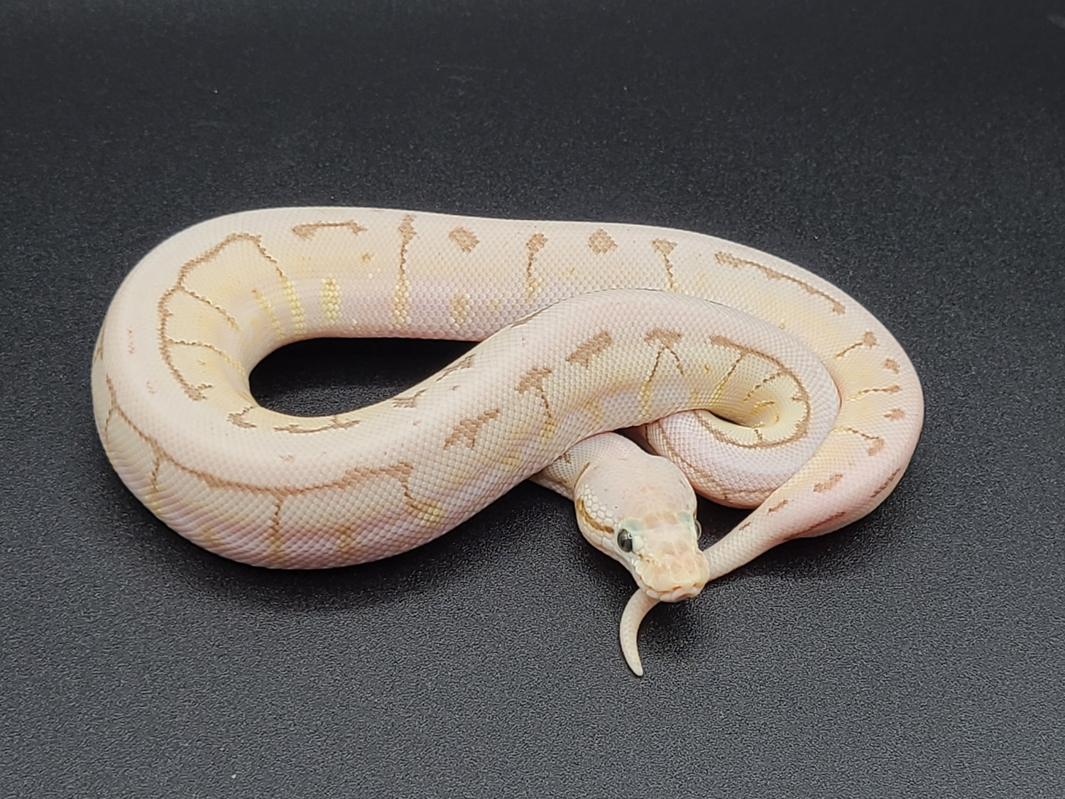 Spider Lesser Pastel Ball Python by CV Exotics inc. - MorphMarket