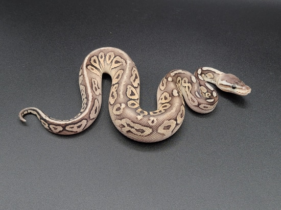 Pewter 100% Het Ghost Ball Python by CV Exotics inc.