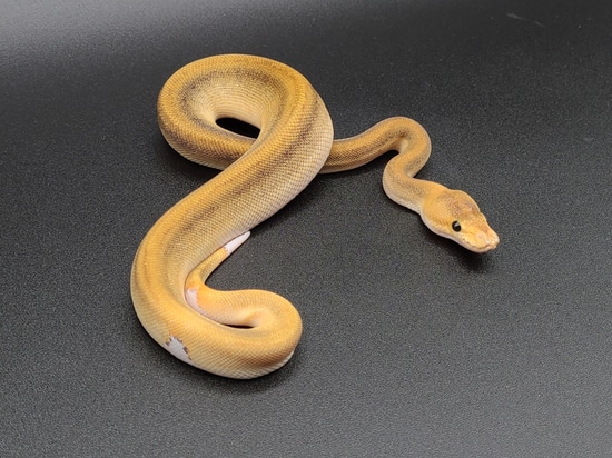 Champagne Ball Python by CV Exotics inc.