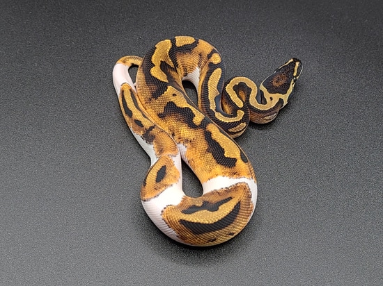 Pied Granite Ball Python by CV Exotics inc.