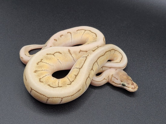 Spider Pinstripe Lesser 100% Het Clown Ball Python by CV Exotics inc.
