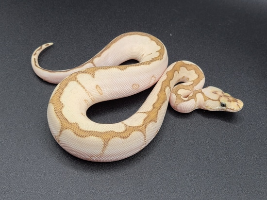Clown Lesser Spider Ball Python by CV Exotics inc.