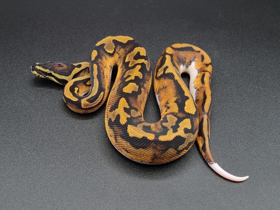 Pied Granite Ball Python by CV Exotics inc.