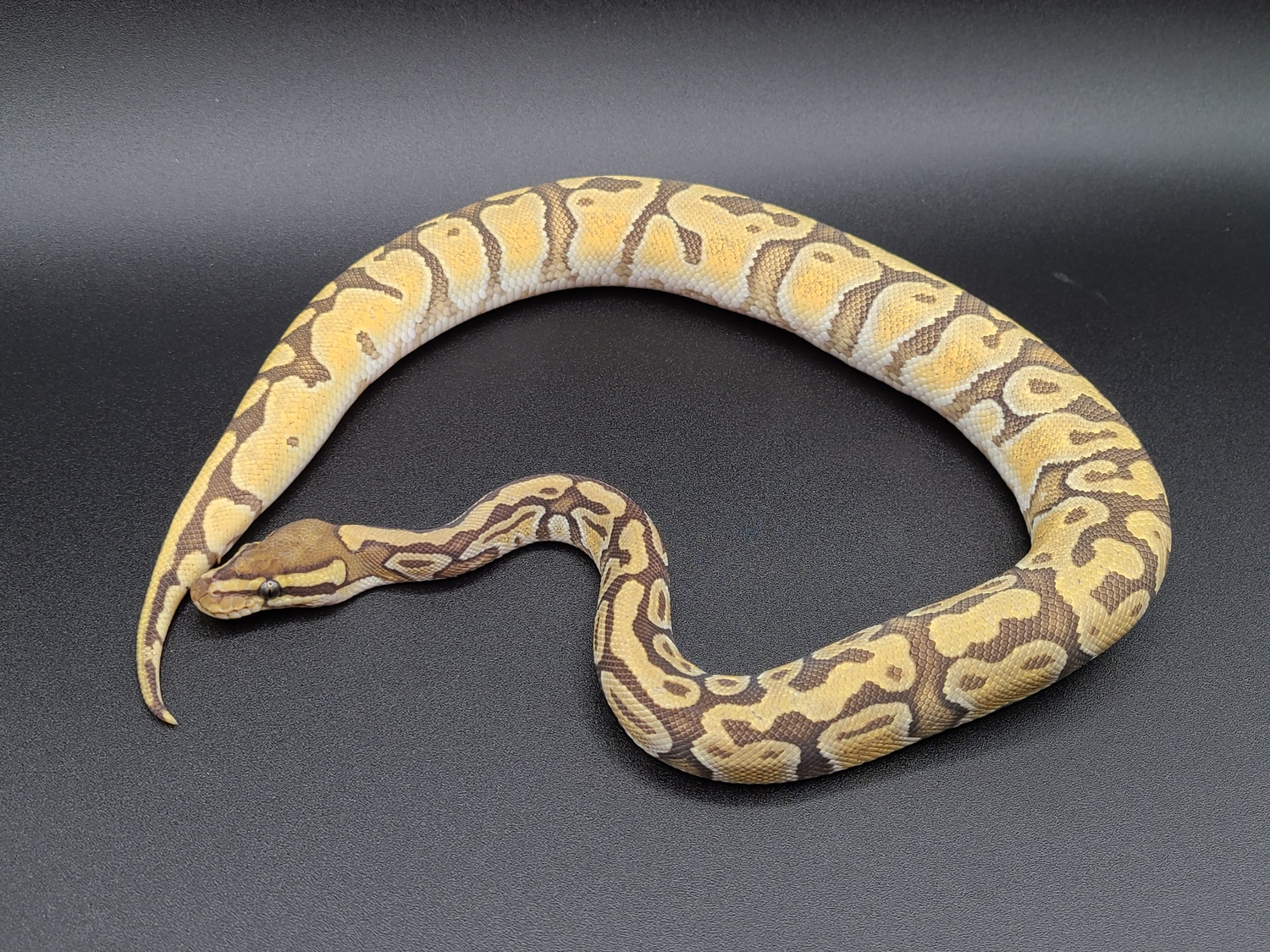 Enchi Ghost Ball Python by CV Exotics inc. - MorphMarket