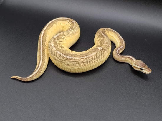 Cinnamon Lesser Calico Ball Python by CV Exotics inc.