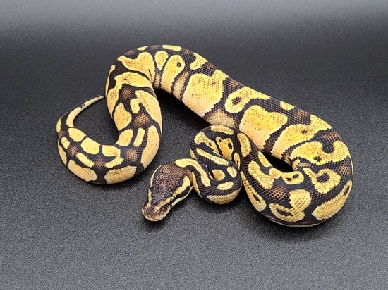 Enchi Pastel Ball Python by CV Exotics inc.