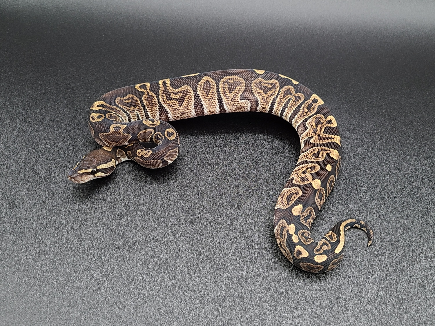 GHI 100% Het Ghost Ball Python by CV Exotics inc. - MorphMarket