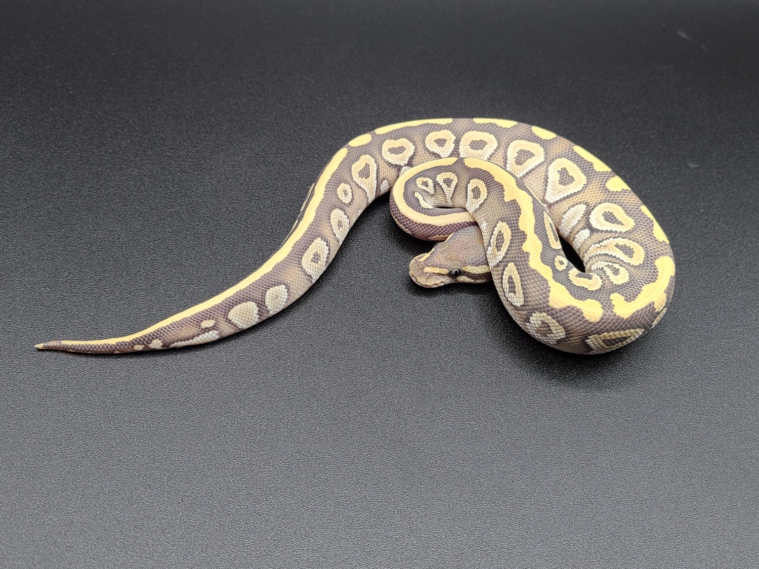 Ghost Mojave Ball Python by CV Exotics inc. - MorphMarket