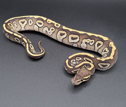 Clown Super Pastel Pinstripe Ball Python by CV Exotics inc. - MorphMarket