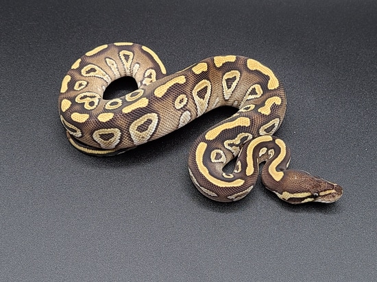 Mojave Ball Python by CV Exotics inc.