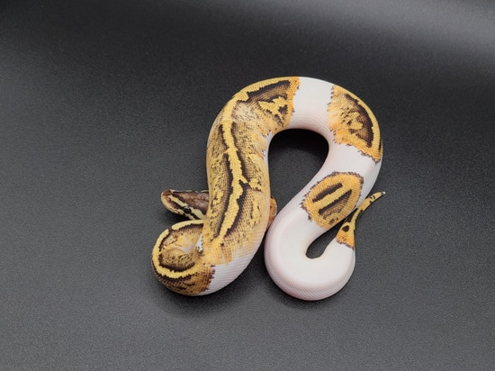 Pastel Vanilla Pied Ball Python by CV Exotics inc.
