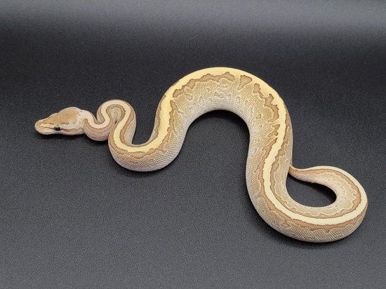 Fire Lesser Pinstripe Ball Python by CV Exotics inc.