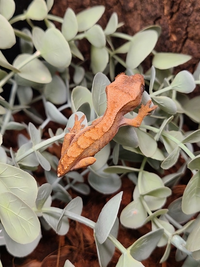 Cream Stubtail Crested Gecko by CV Exotics inc.