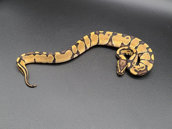 Enchi 100% Het Ghost Ball Python by CV Exotics inc.