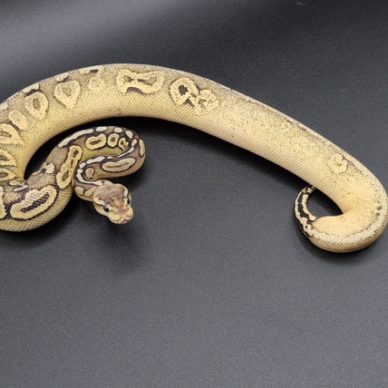 Champagne Orange Ghost 66% Het Pied Ball Python by CV Exotics inc. - MorphMarket