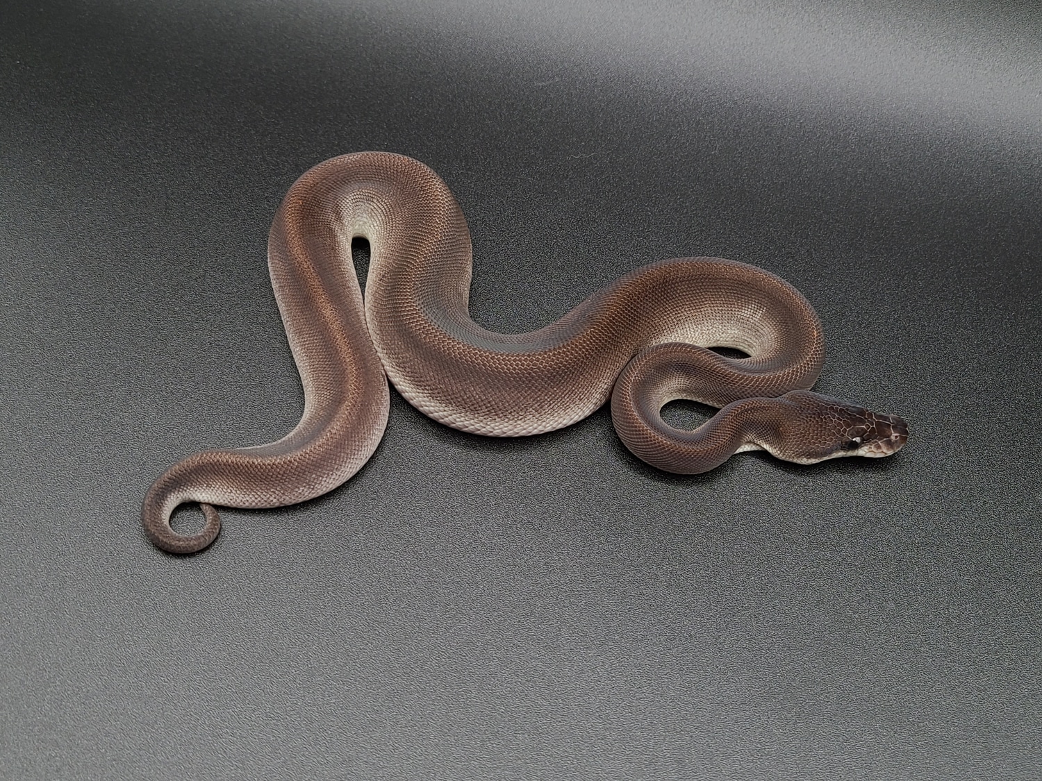 Super Black Pastel Ball Python by CV Exotics inc. - MorphMarket