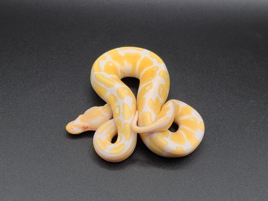 Albino Ball Python by CV Exotics inc.