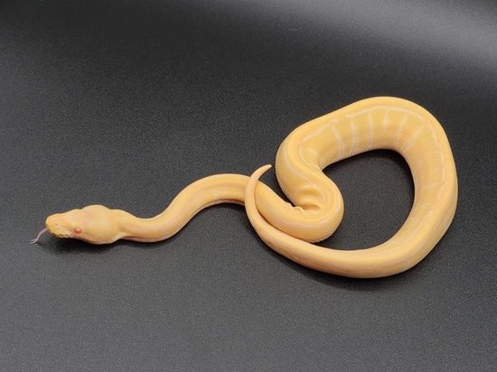 Albino Pinstripe 100 Het Pied Ball Python By Cv Exotics Inc