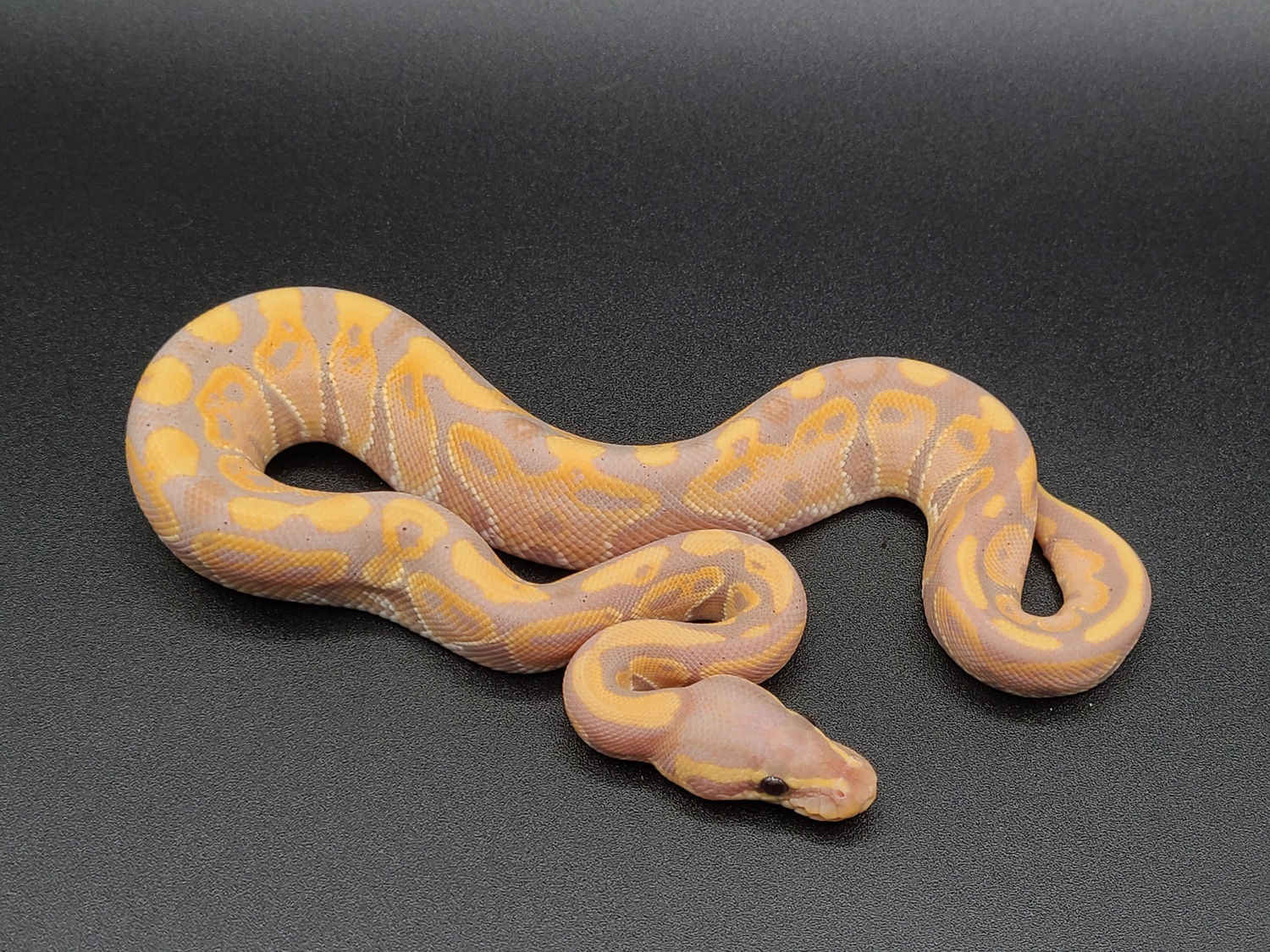 Banana Ball Python by CV Exotics inc. - MorphMarket