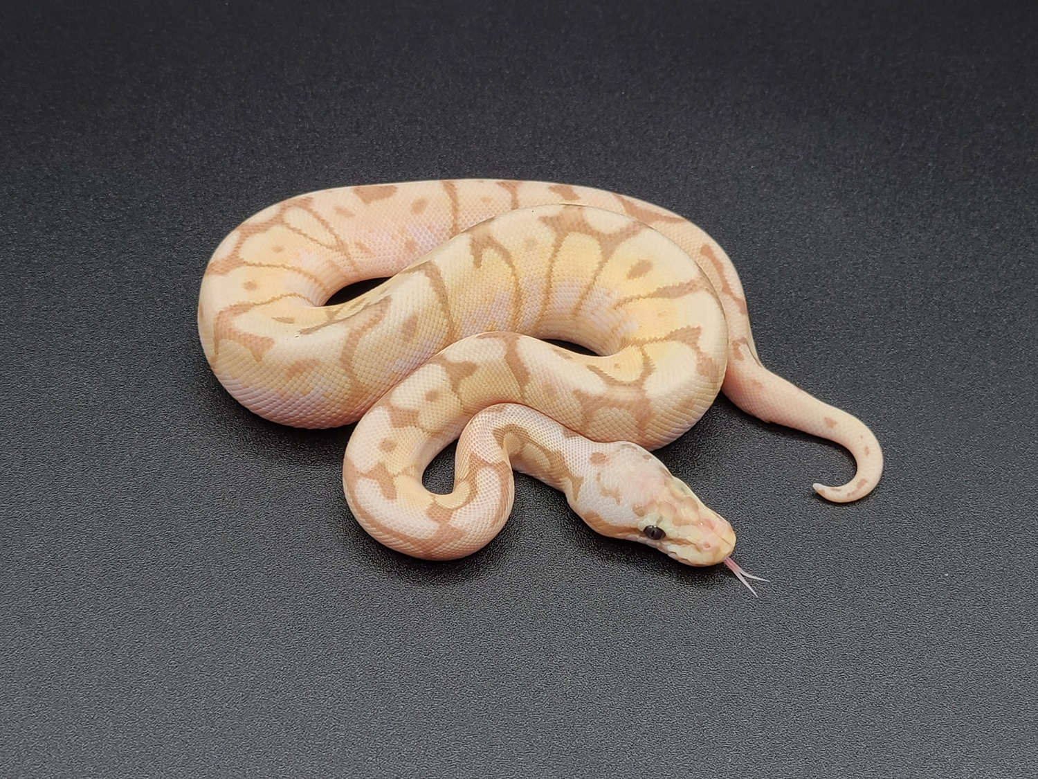 Banana Bumble Bee Ball Python by CV Exotics inc. - MorphMarket