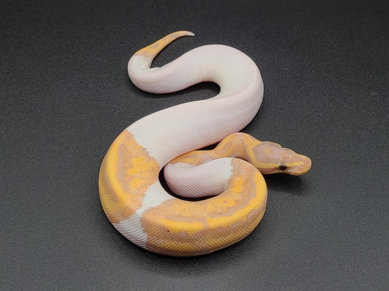 Banana Pied Ball Python by CV Exotics inc.