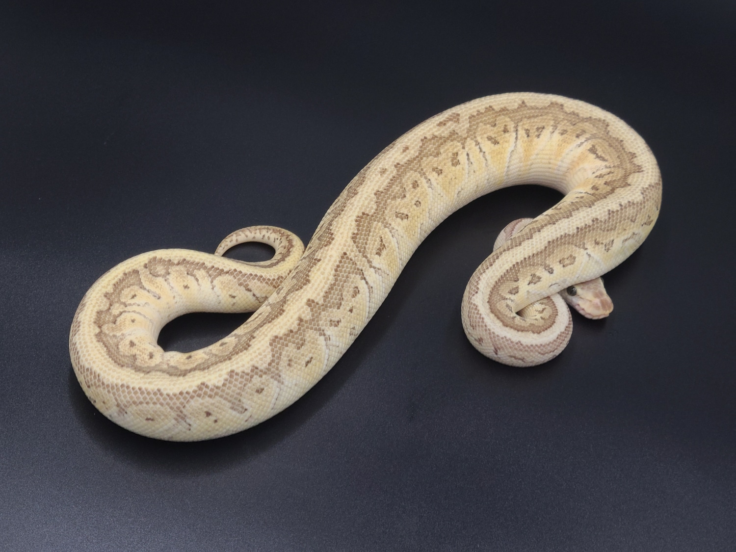 Pastel Lesser Pinstripe 100% Het Clown Ball Python by CV Exotics inc ...
