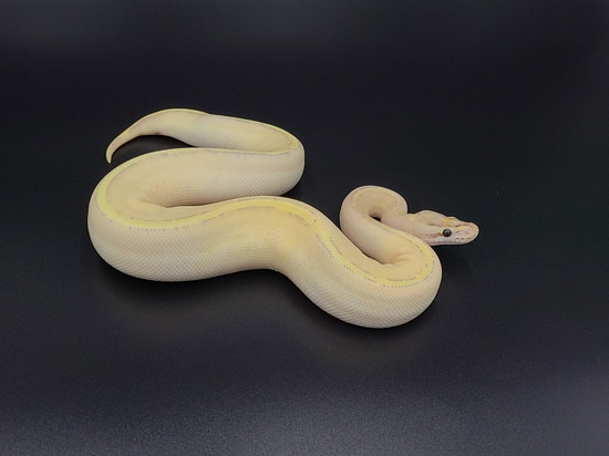 Pastel Puma Ball Python by CV Exotics inc.