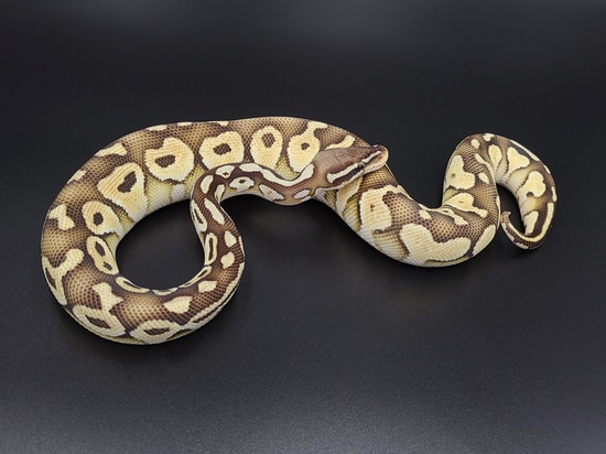 Pastel Lesser Ball Python by CV Exotics inc.