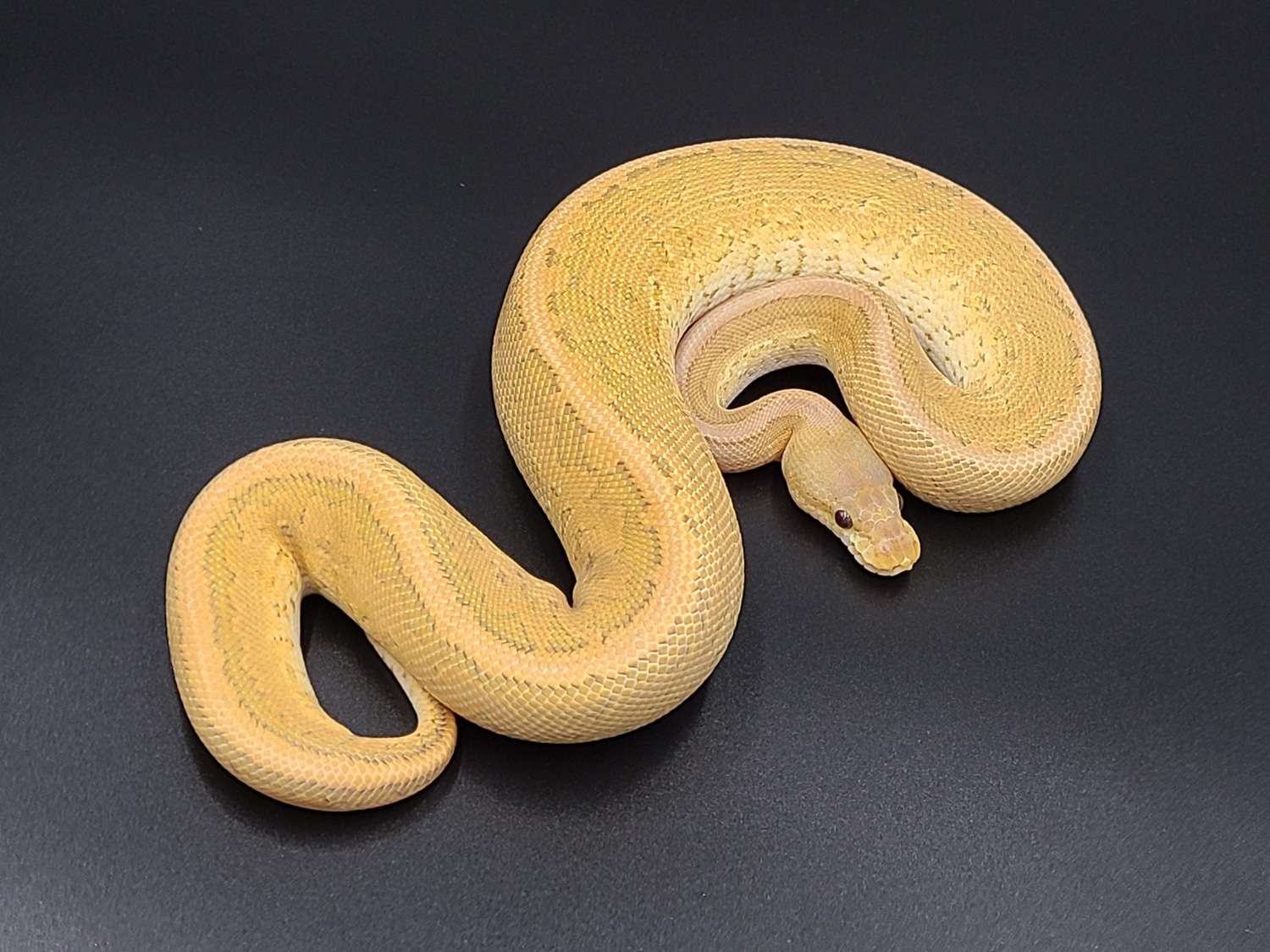 Black Pastel Caramel Pinstripe (100% Het Ghost) Ball Python by CV ...