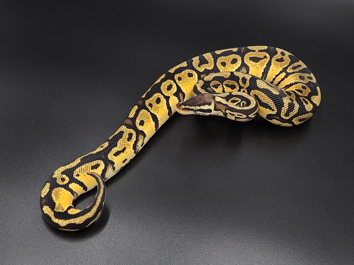 Pastel Vanilla Ball Python by CV Exotics inc. - MorphMarket