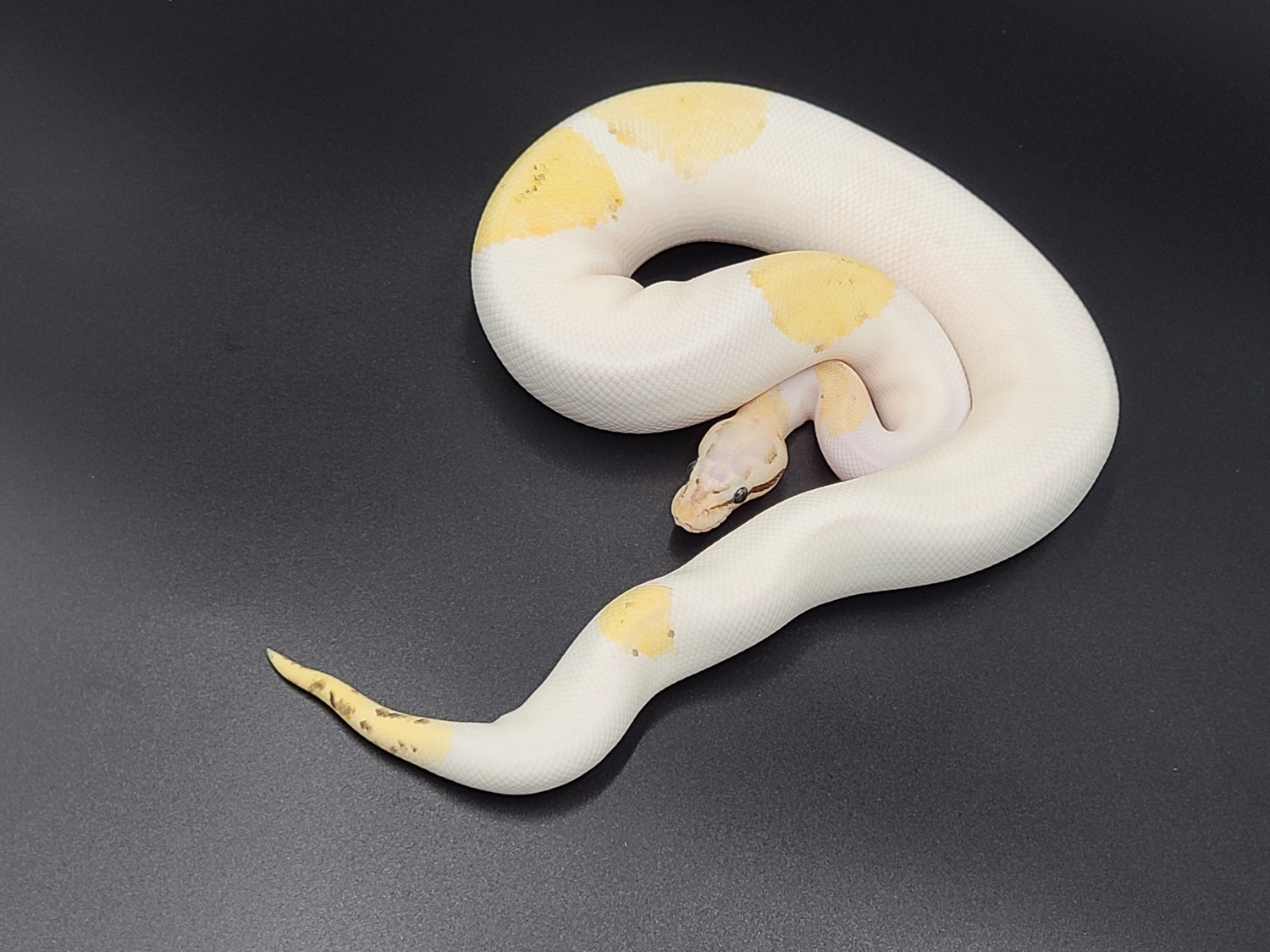 Pied Vanilla Fire Pastel Ball Python by CV Exotics inc. - MorphMarket