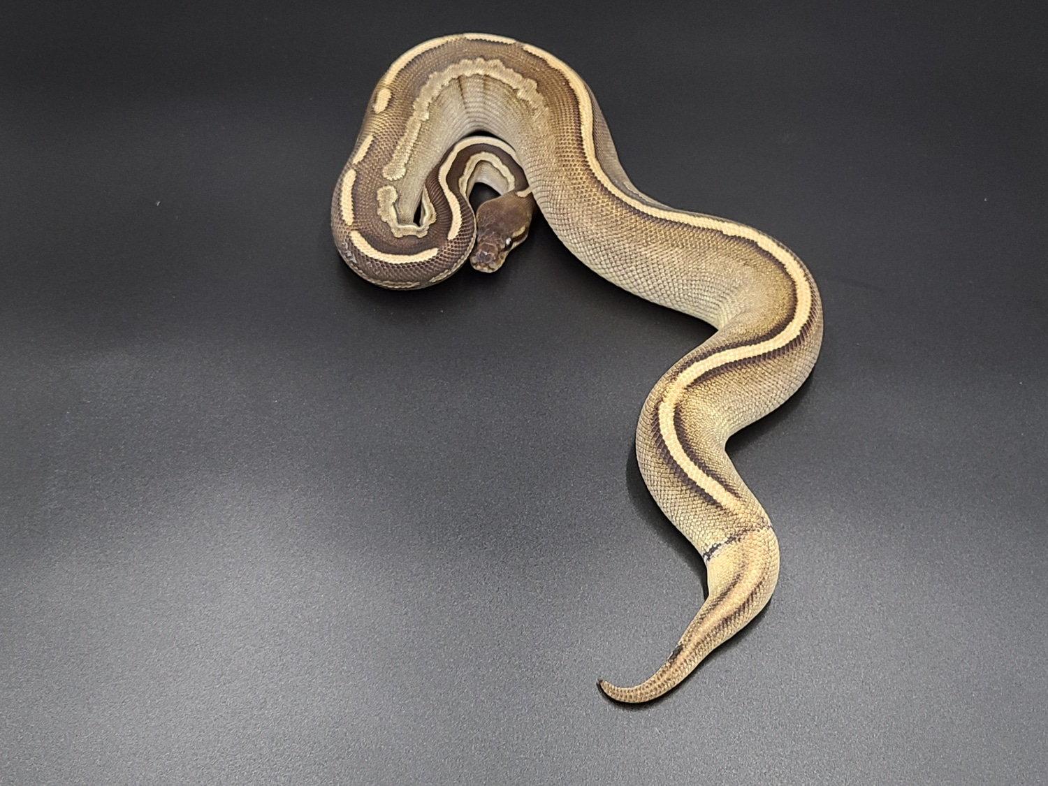 Black Pastel Mojave 100% Het Pied Ball Python by CV Exotics inc ...