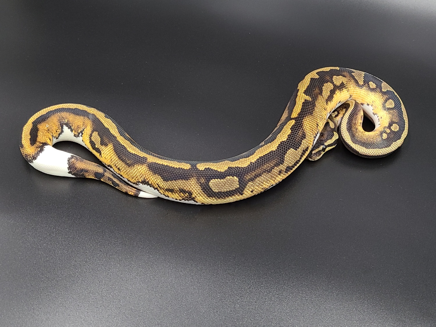 Pied Het Albino Ball Python by CV Exotics inc. - MorphMarket