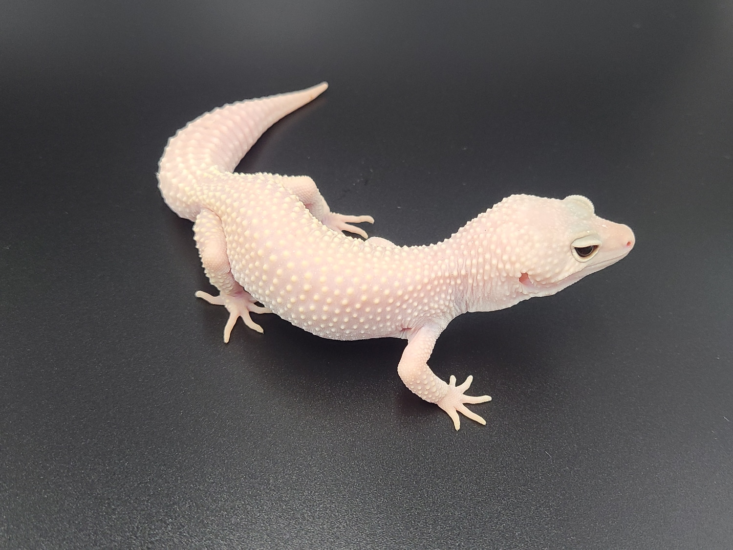 Diablo Blanco Leopard Gecko by CV Exotics inc. - MorphMarket