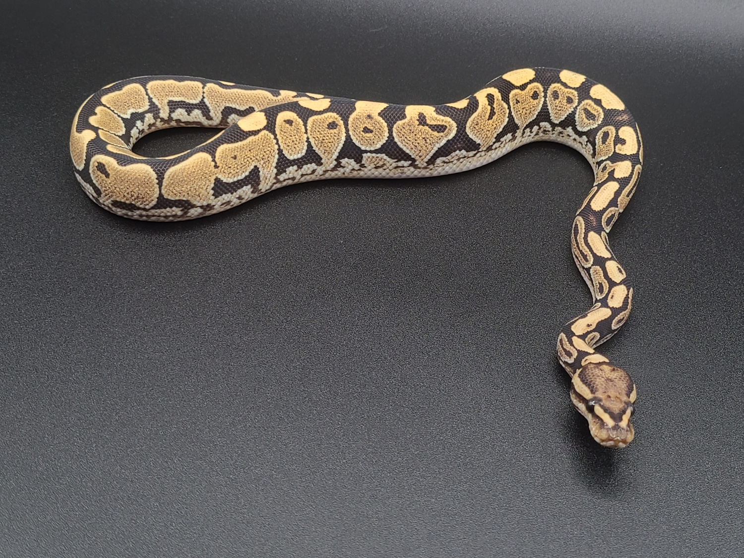 White Lace Ball Python by CV Exotics inc. - MorphMarket