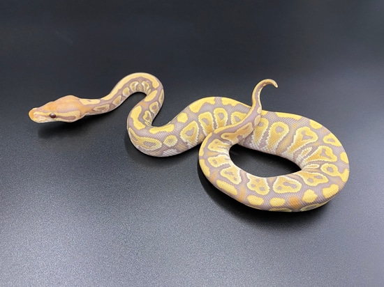 Caramel Glow Ball Python by CV Exotics inc.