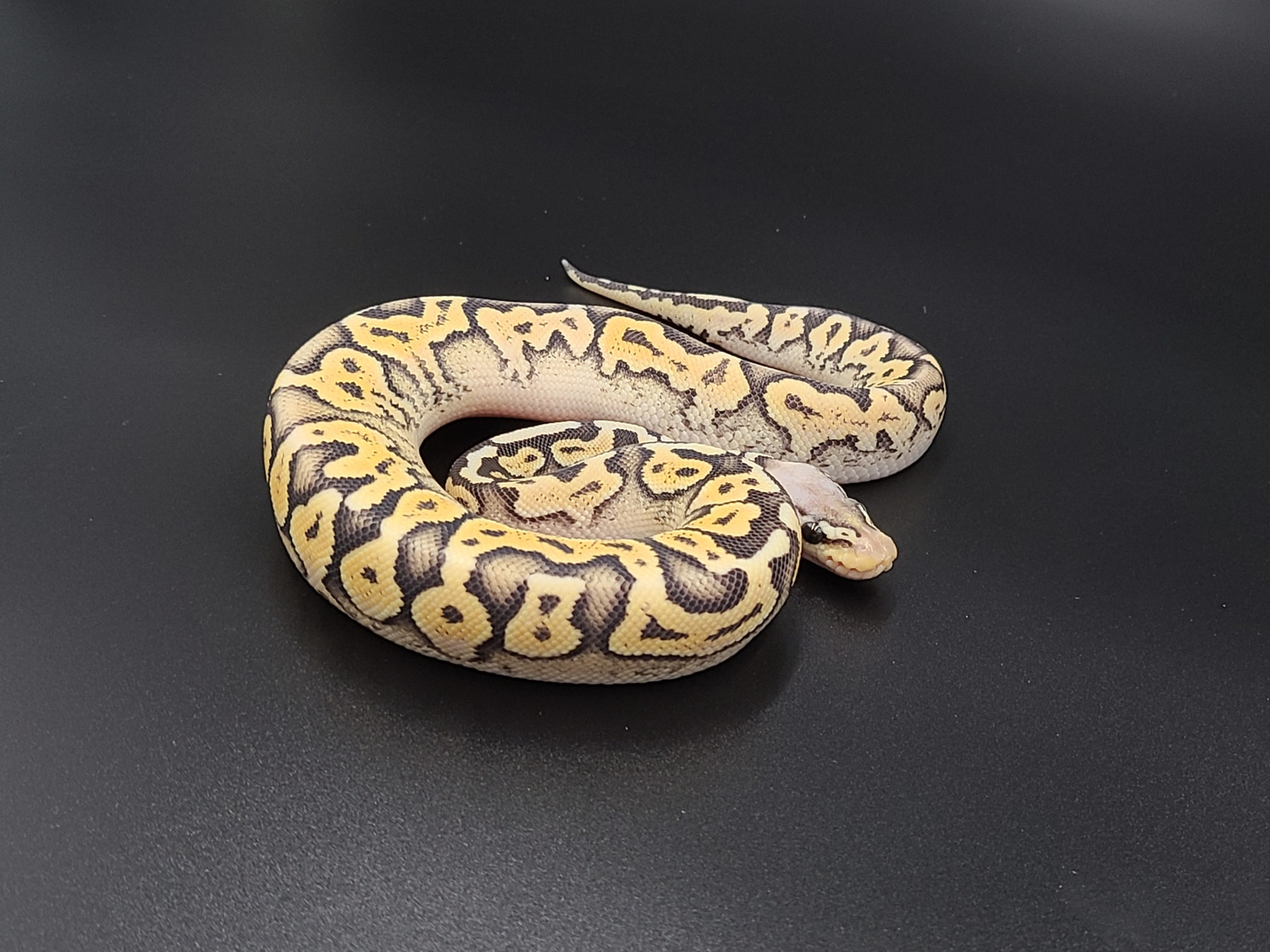 White Lace Super Pastel Ball Python by CV Exotics inc. - MorphMarket