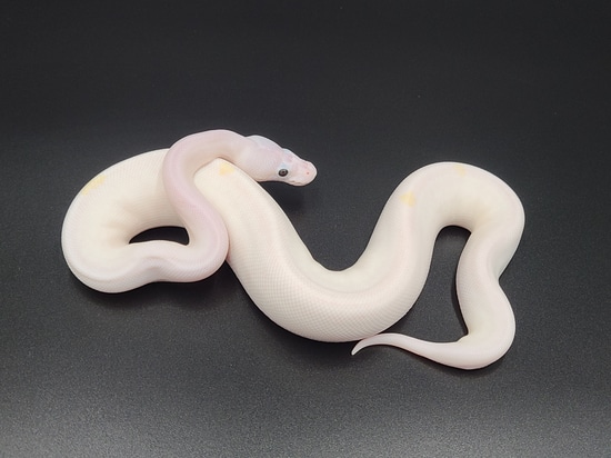 Super Fire Ball Python by CV Exotics inc.