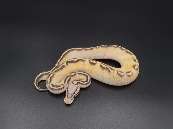 Pastel Freeway Ball Python by CV Exotics inc.