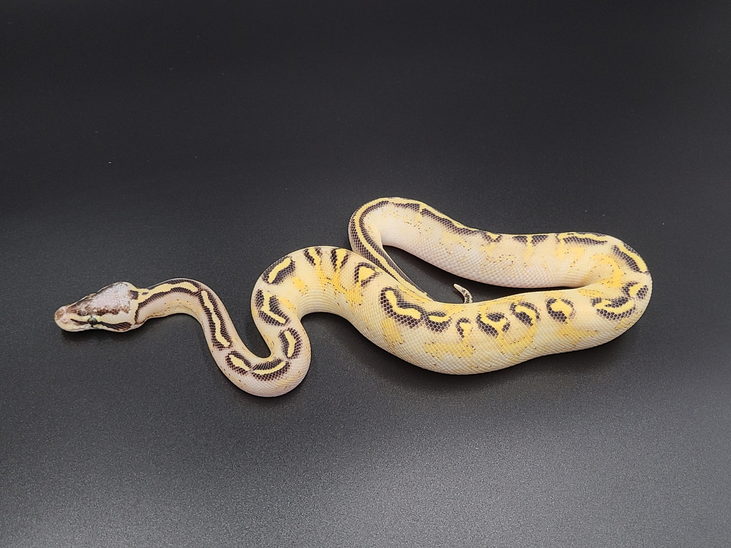 Pastel Freeway Ball Python by CV Exotics inc. - MorphMarket