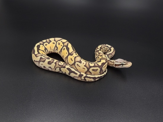 Lace Pastel Fire Ball Python by CV Exotics inc.